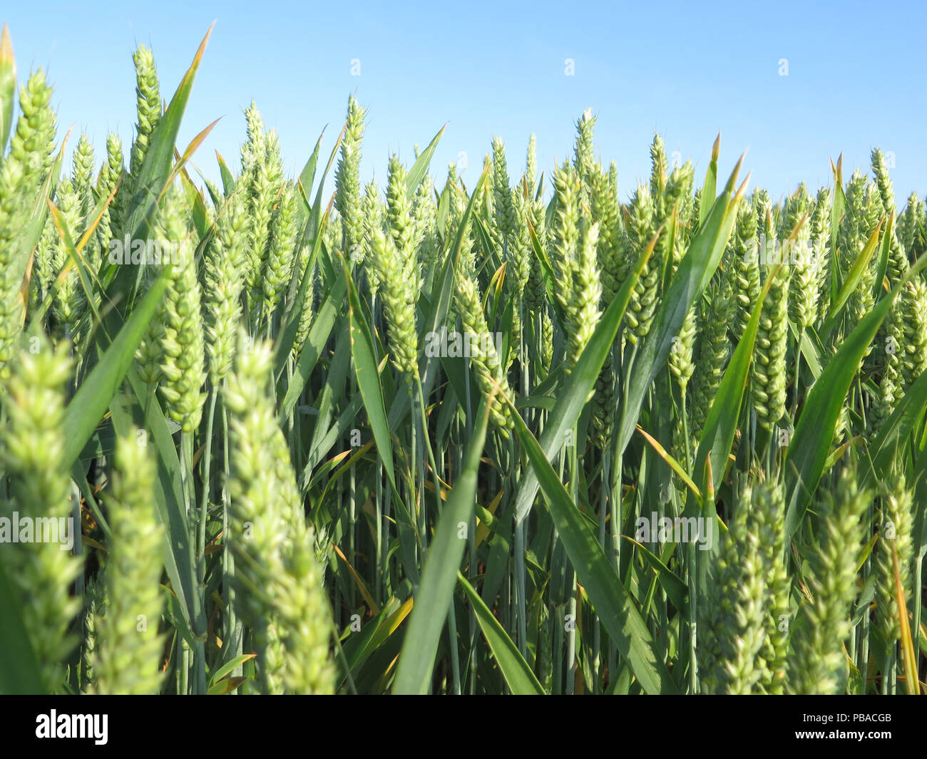 Crop denmark field landscape hi-res stock photography and images - Alamy