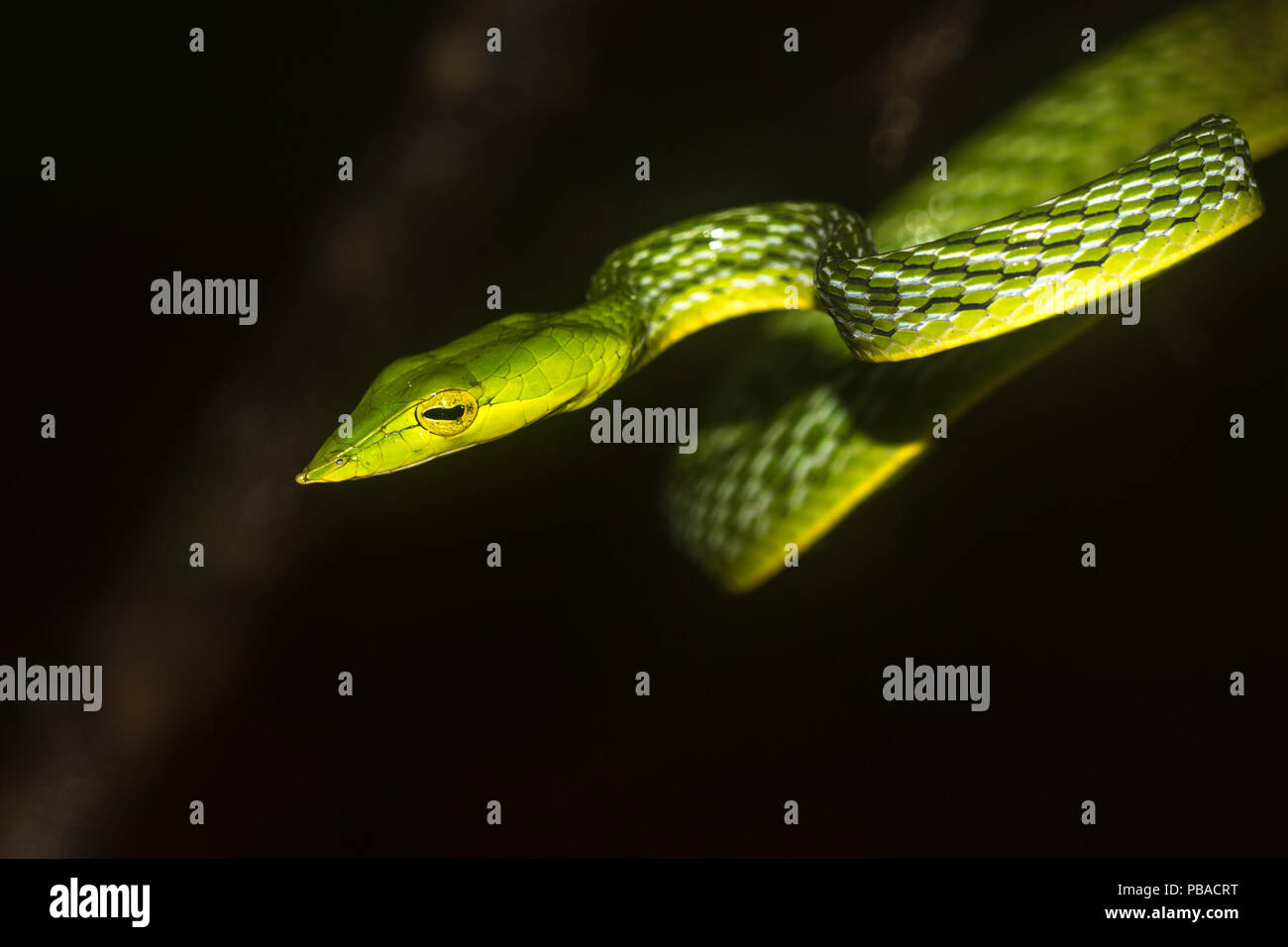 Green Vine Snake Stock Photo - Alamy