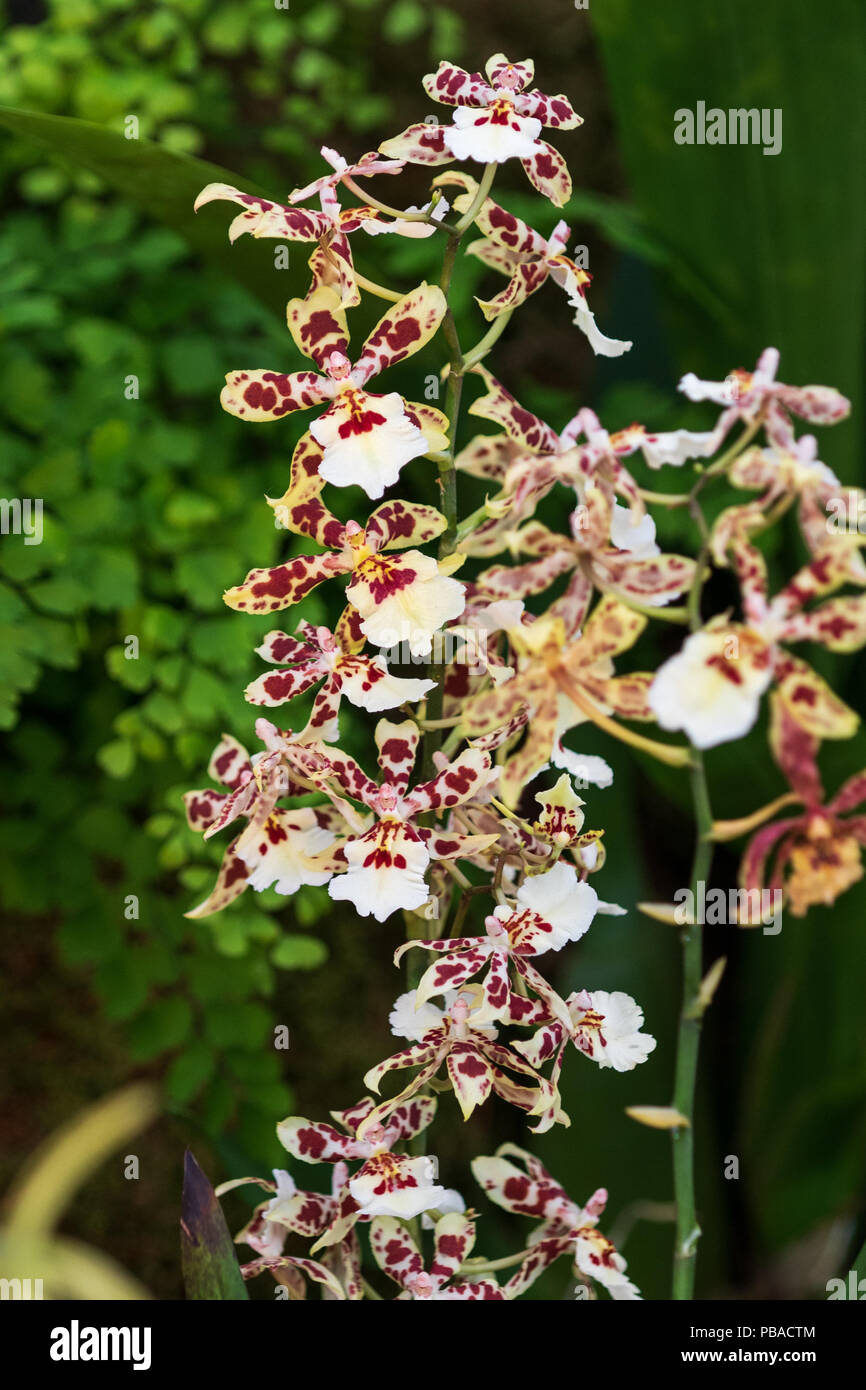 A beautiful Orchid in full bloom Stock Photo - Alamy