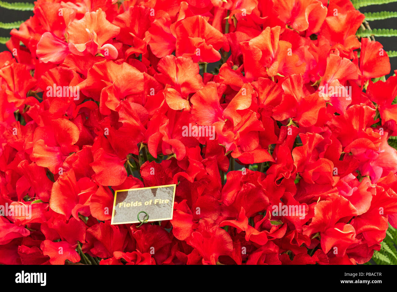 Pea fields hi-res stock photography and images - Alamy