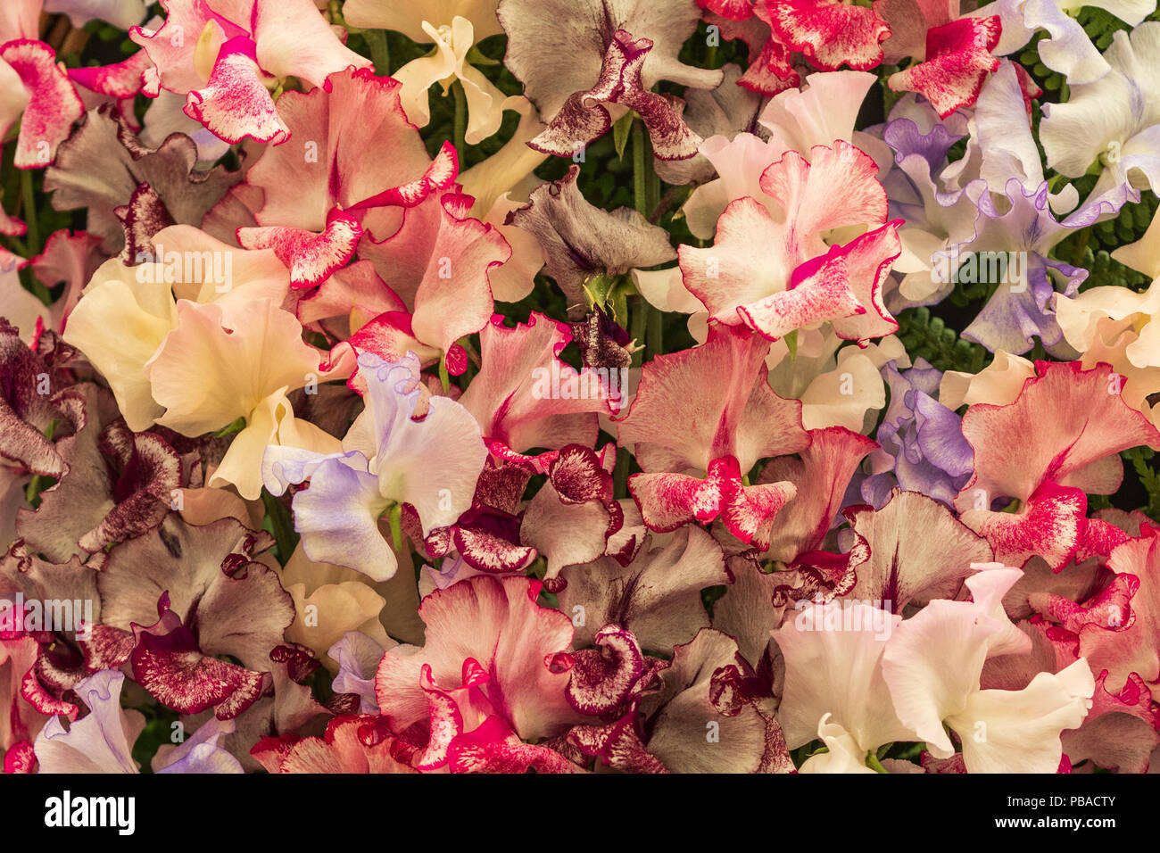 A beautiful background of Sweet pea in full bloom Stock Photo - Alamy