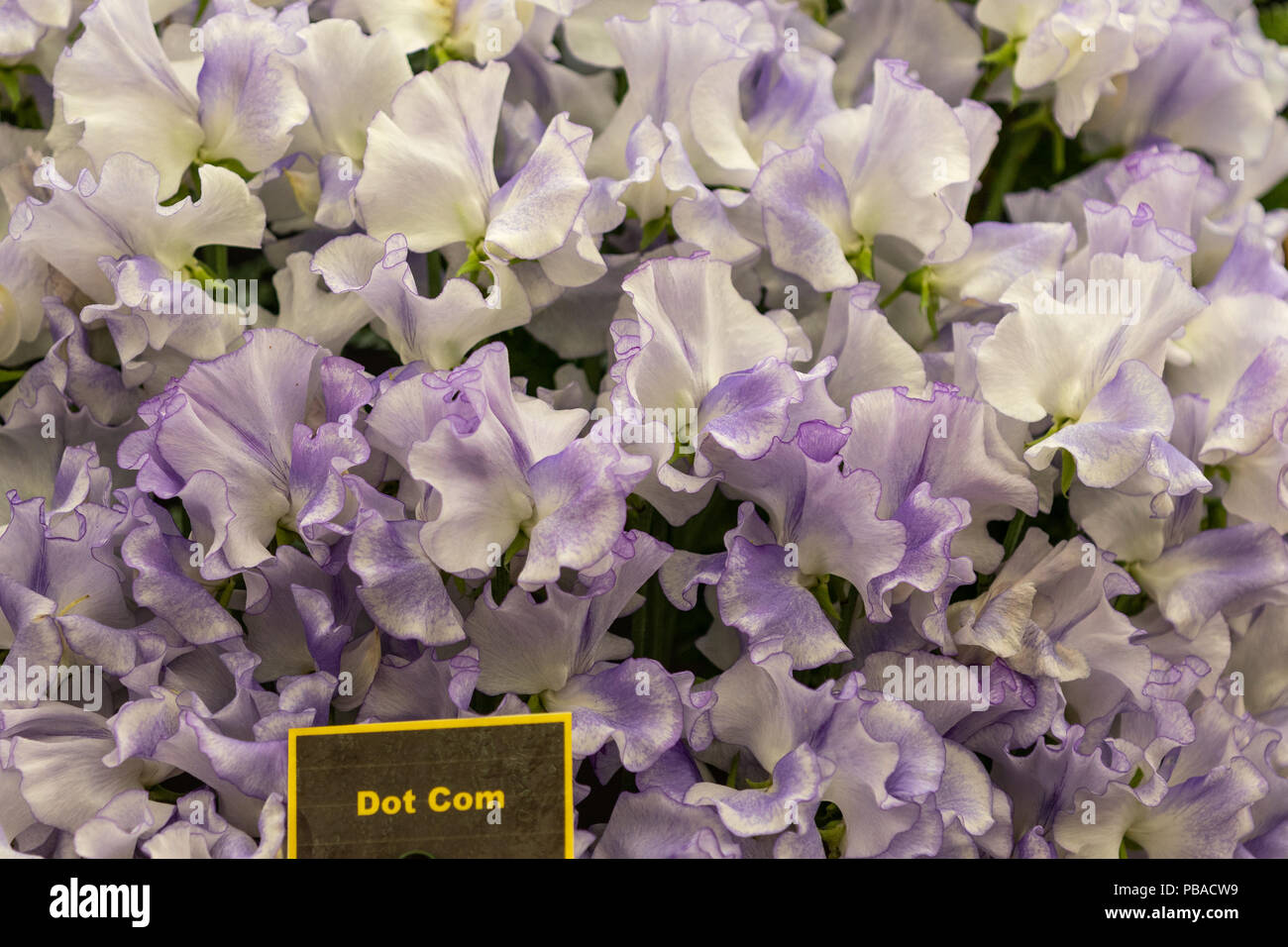 A beautiful background of Sweet pea in full bloom Stock Photo - Alamy