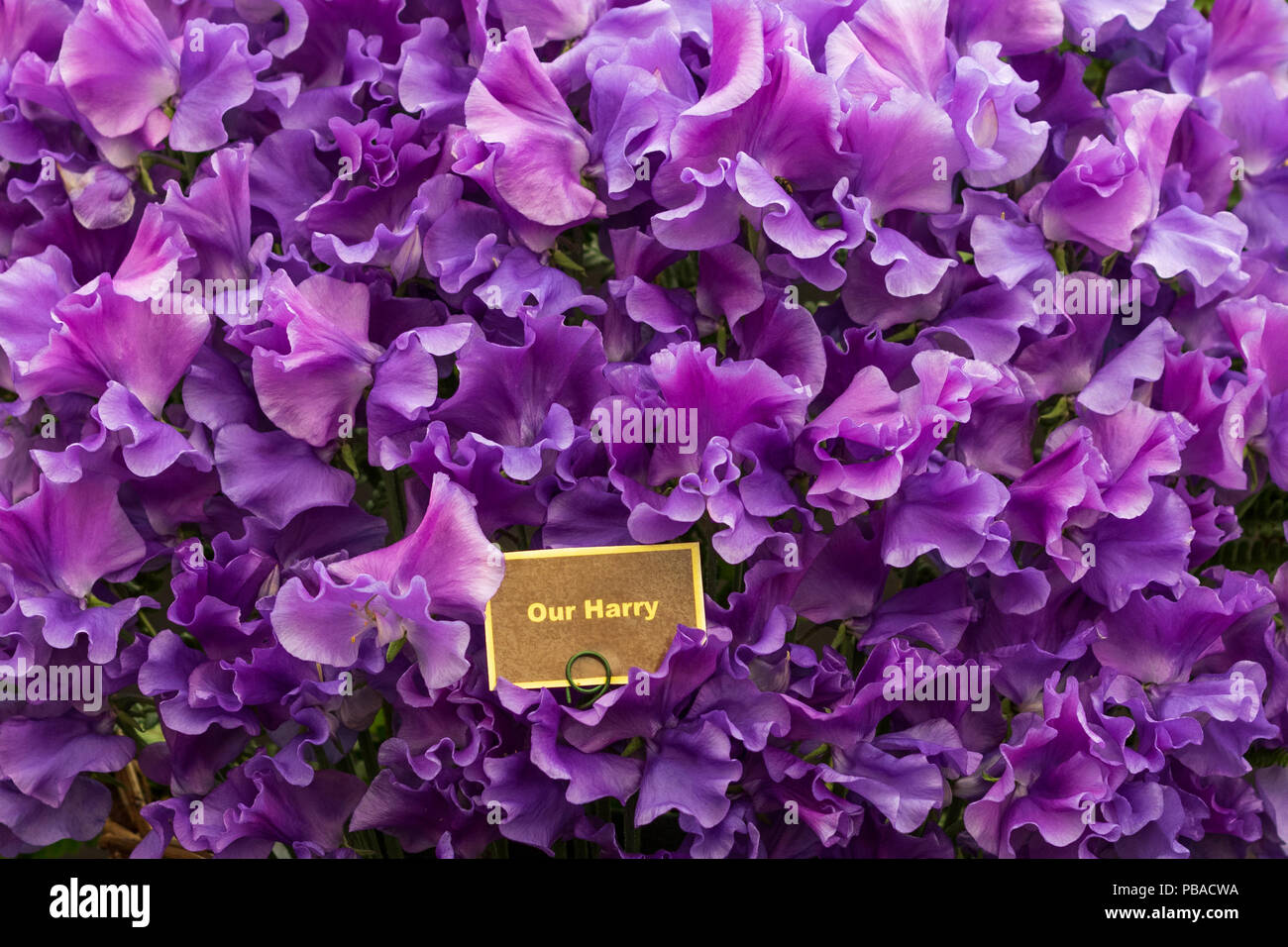 A beautiful background of Sweet pea in full bloom Stock Photo - Alamy