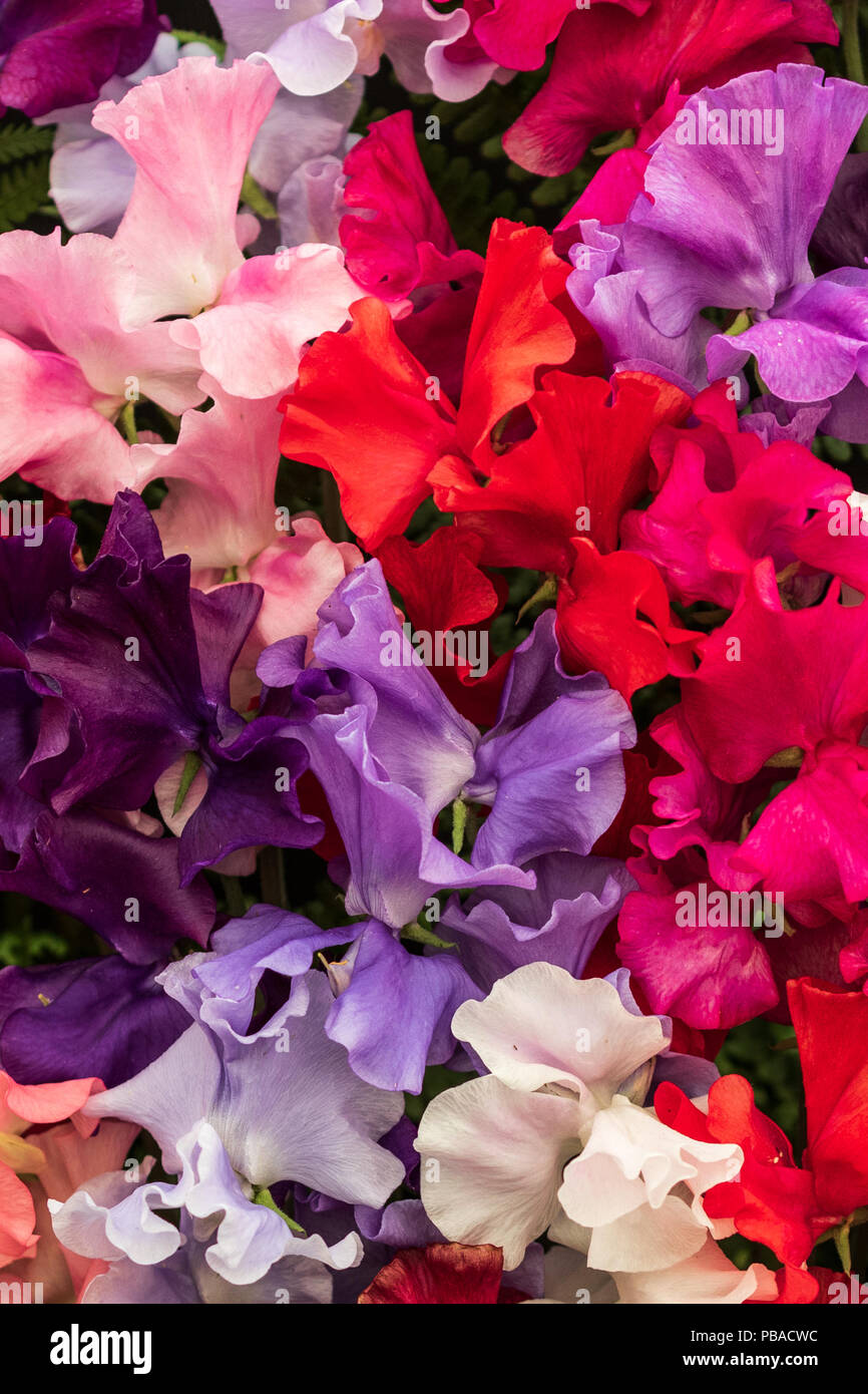 A beautiful background of Sweet pea in full bloom Stock Photo - Alamy