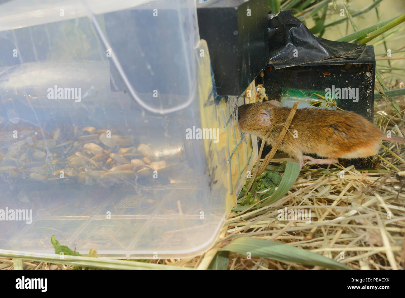Microchipped Harvest mouse (Micromys minutus) entering a grain feeding ...