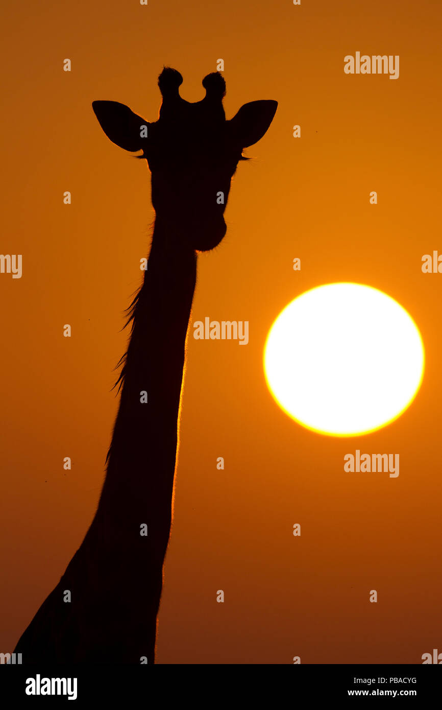Orange giraffe hi-res stock photography and images - Alamy