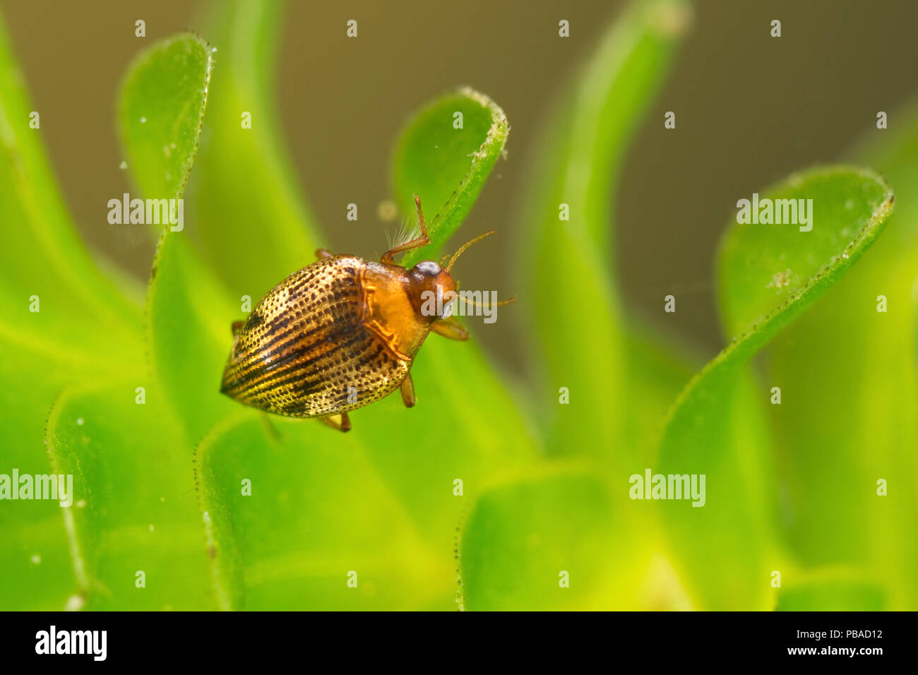 Crawling Water Beetle