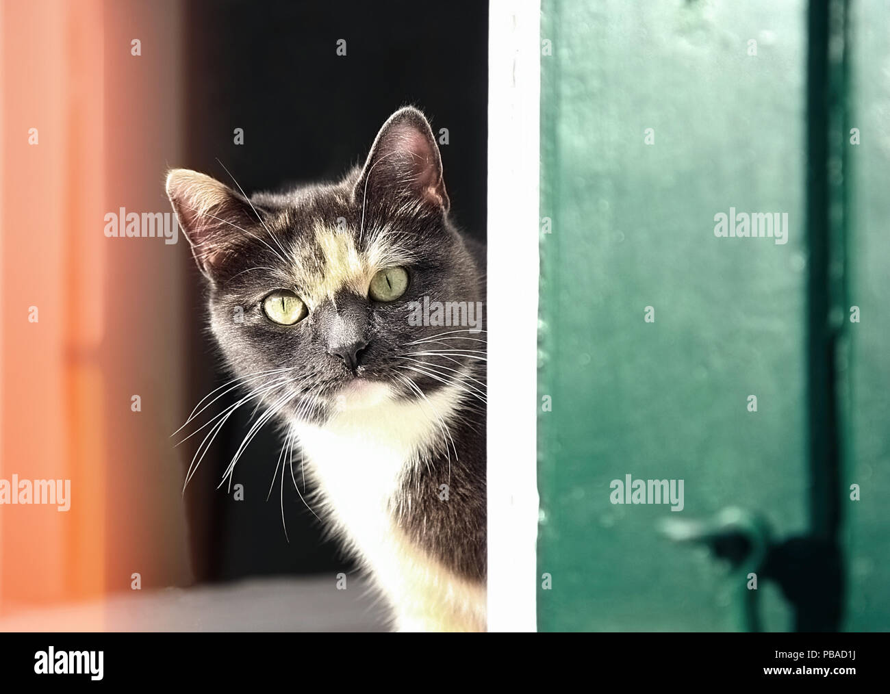 Cat in the window Stock Photo - Alamy