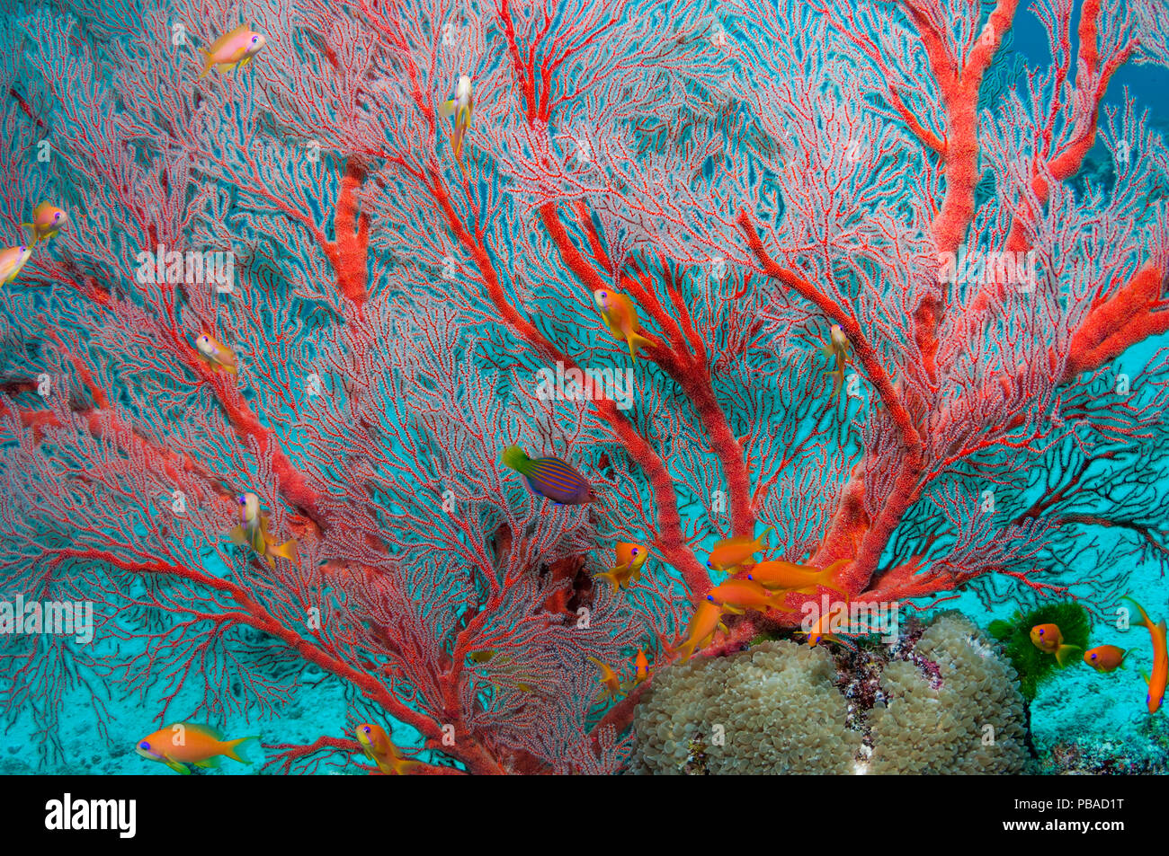Gorgonian sea fan (Melithaea sp.) with Lyretail anthias (Pseudanthias ...