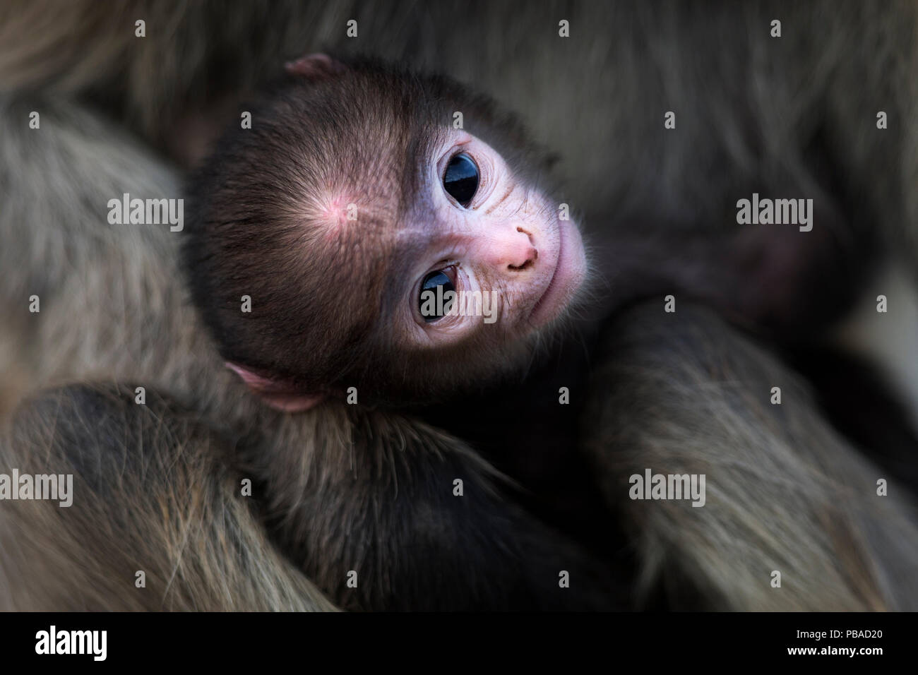 Langur with facial expressions hi-res stock photography and images - Alamy