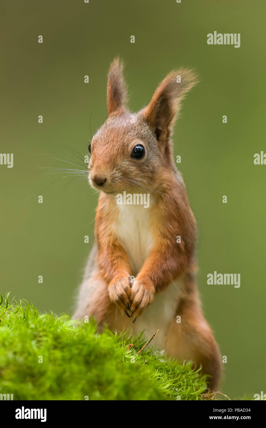 Red squirrel (Sciurus vulgaris) standing on hind legs looking alert ...