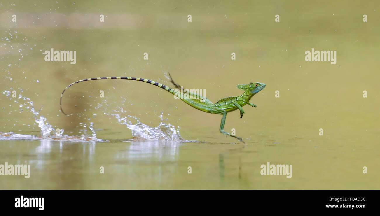 Green Basilisk Lizard Running On Water Hd
