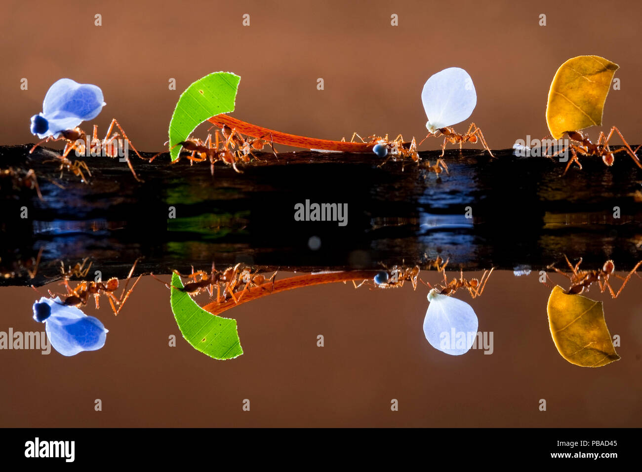 Leaf cutter ants (Atta sp) carrying colourful plant matter, reflected ...