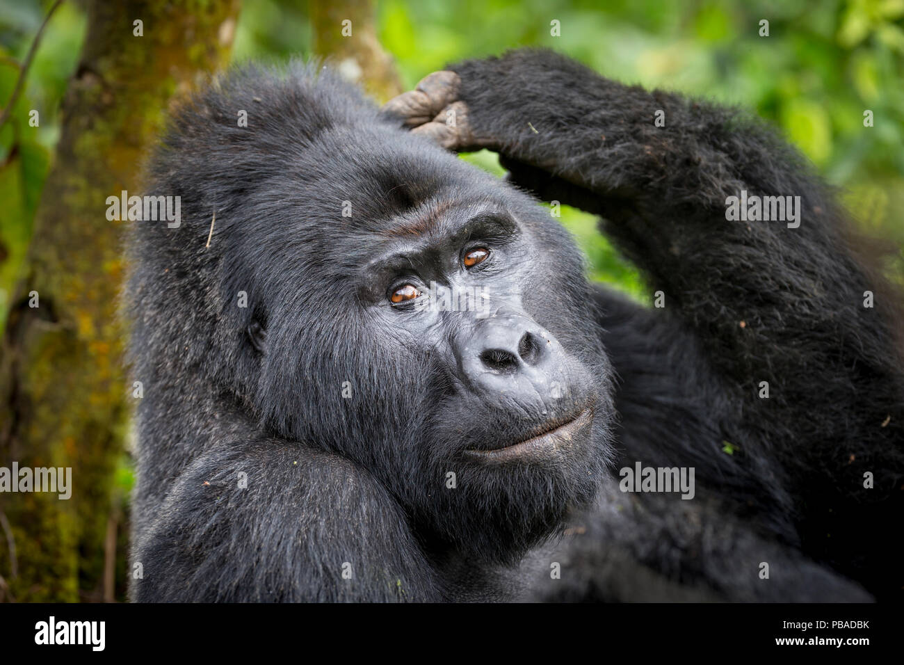 Ape scratching head hi-res stock photography and images - Alamy