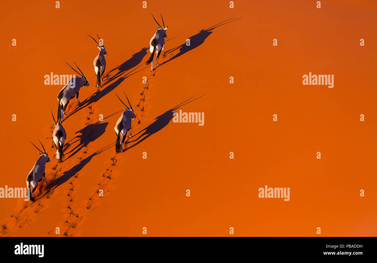 Oryx track hi-res stock photography and images - Alamy