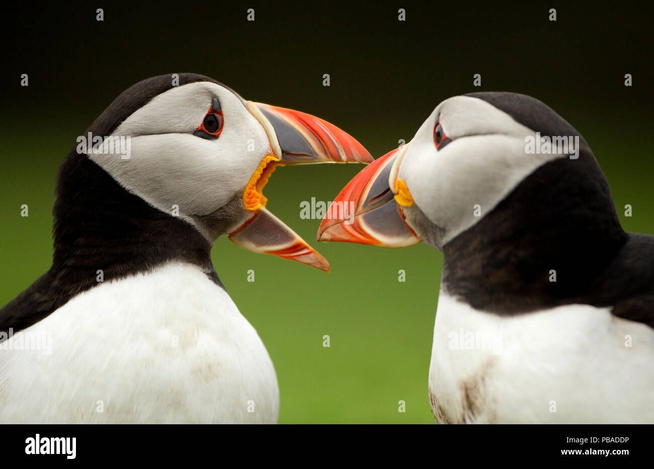 Puffin mating ritual hi-res stock photography and images - Alamy