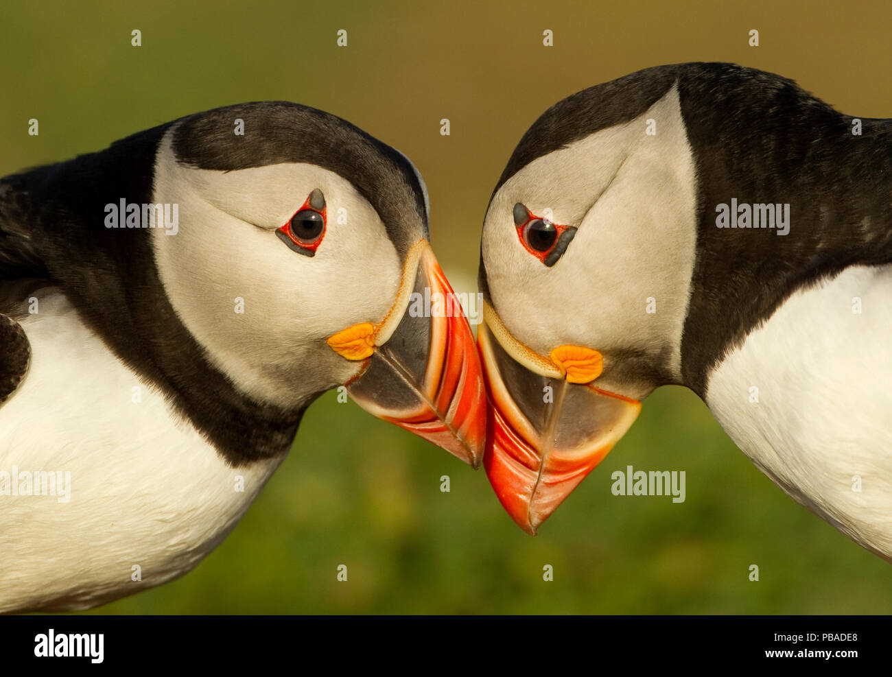 Male puffin hi-res stock photography and images - Alamy