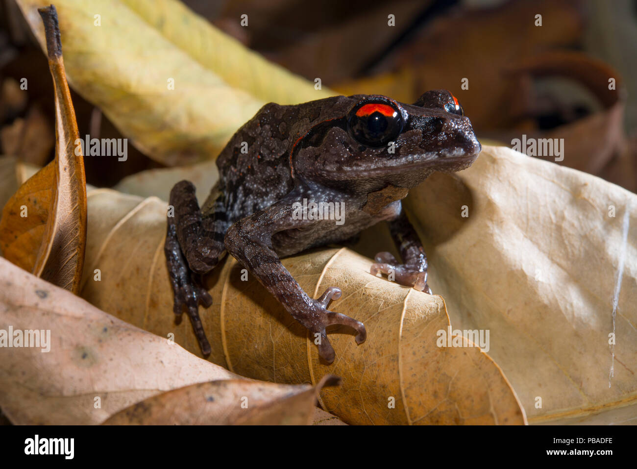 Thai spadefoot toad (Leptobrachium hendricksoni) Thailand Stock Photo ...