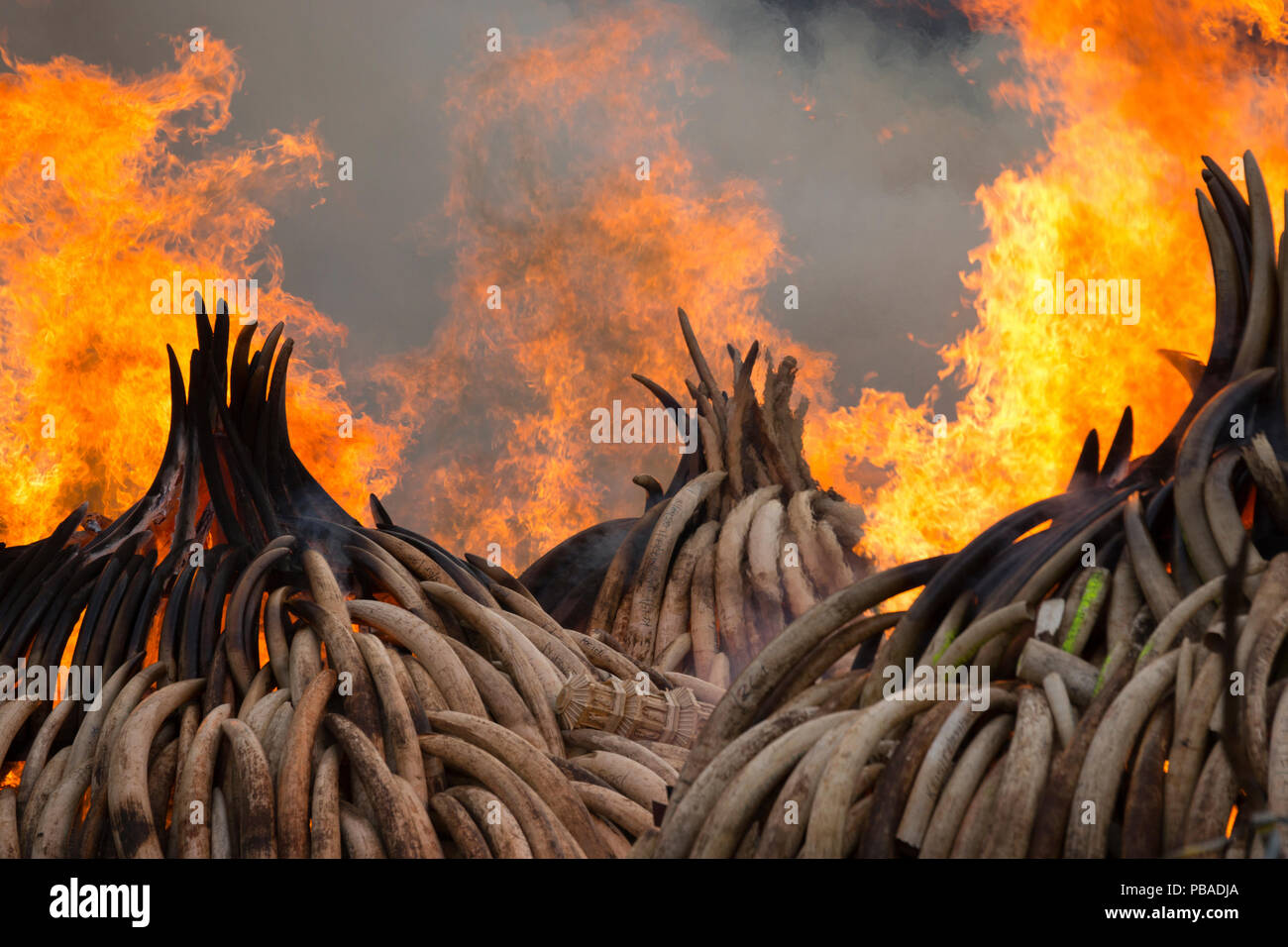 Elephant teeth hi-res stock photography and images - Alamy
