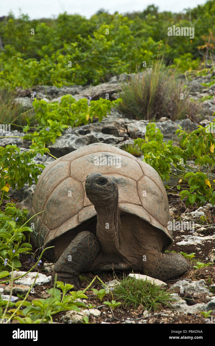 Aldabra Giant Tortoise (Aldabrachelys gigantea) in rocky habitat with ...