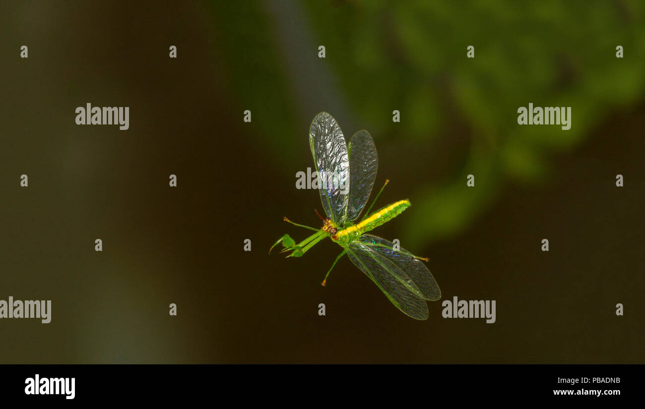 Green Mantisfly (Zeugomantispa minuta) in flight, Texas, USA, June ...