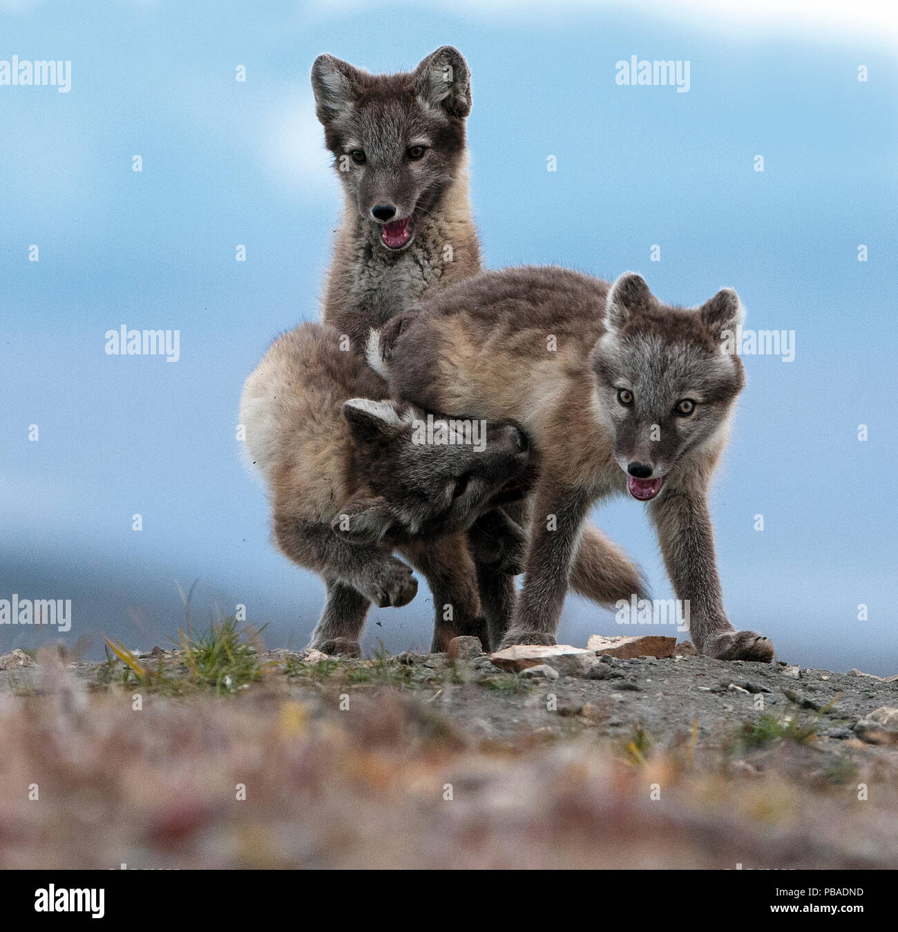 Island Gray Fox Baby