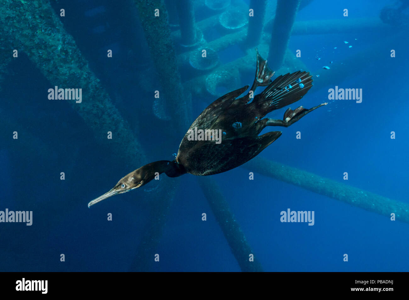 Oil rig and underwater hi-res stock photography and images - Alamy
