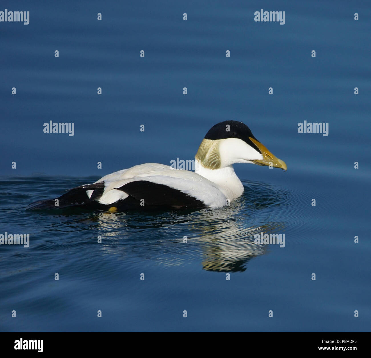 Male Eider Duck Stock Photo - Alamy
