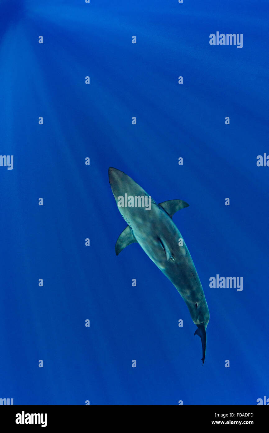 Great white shark view from above hi-res stock photography and images ...