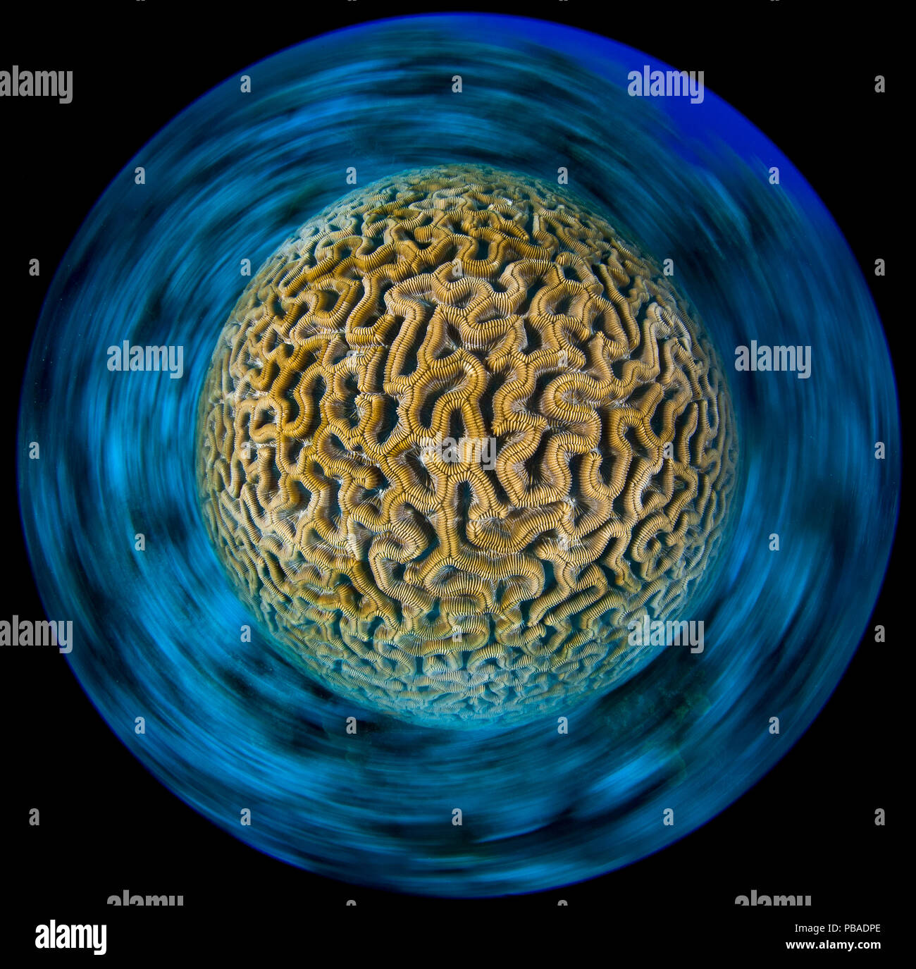 Boulder brain coral hi-res stock photography and images - Alamy
