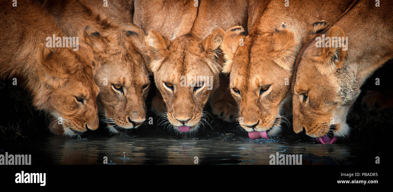 Five lions hi-res stock photography and images - Alamy
