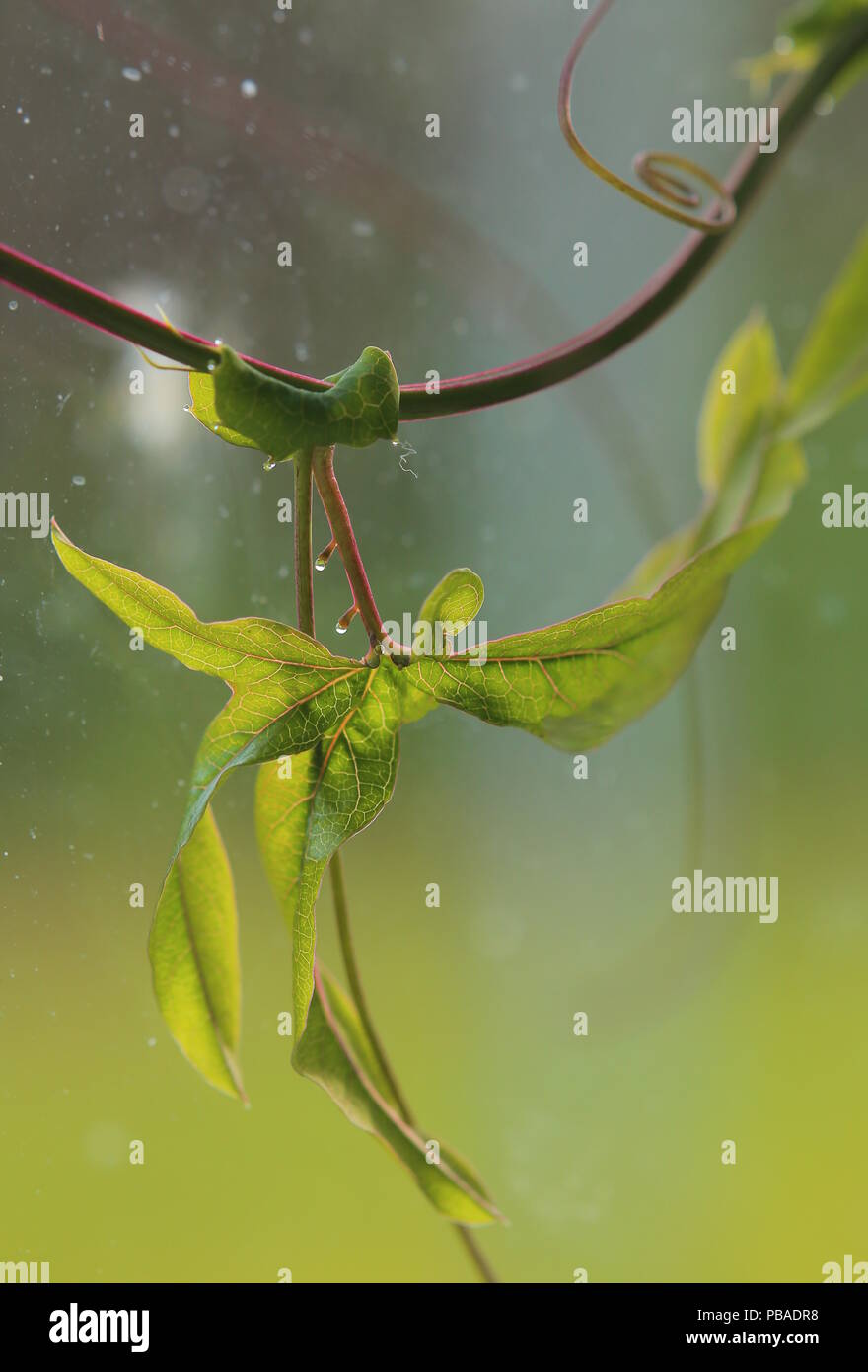 Close up of lobed leaf of blue passionflower (Passiflora caerulea) with ...