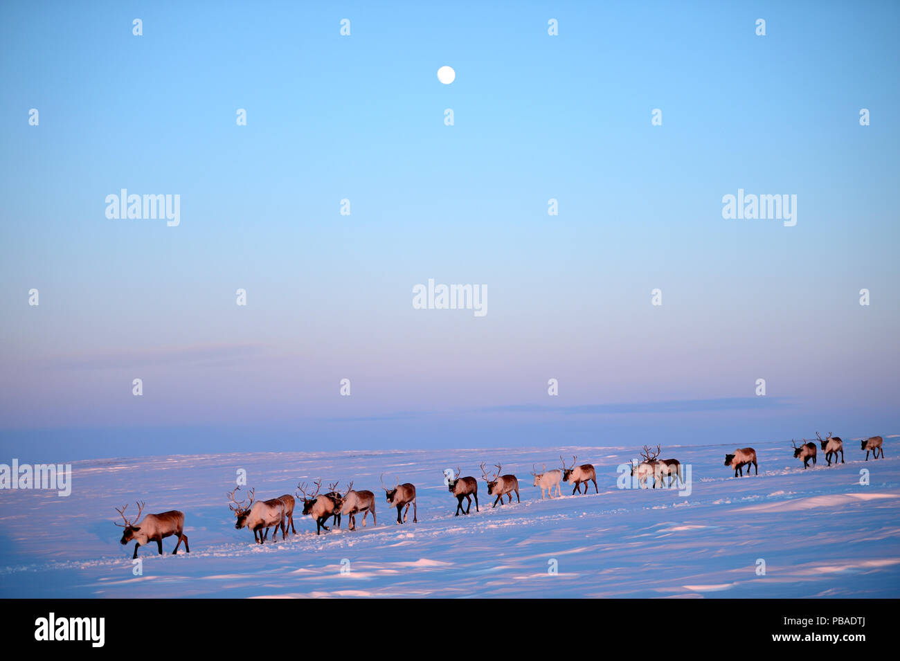 Caribou migration hi-res stock photography and images - Alamy
