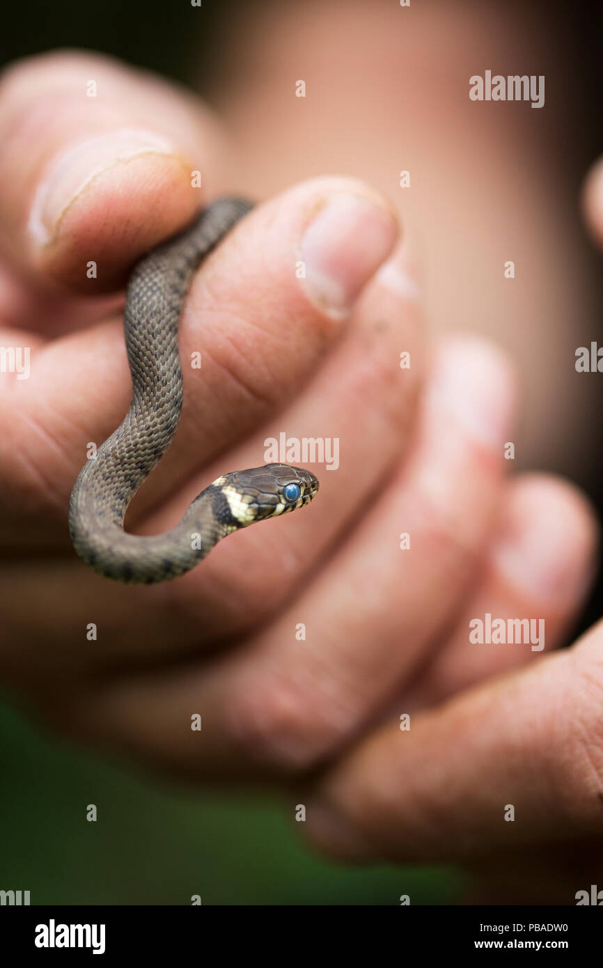 Human snake hi-res stock photography and images - Alamy