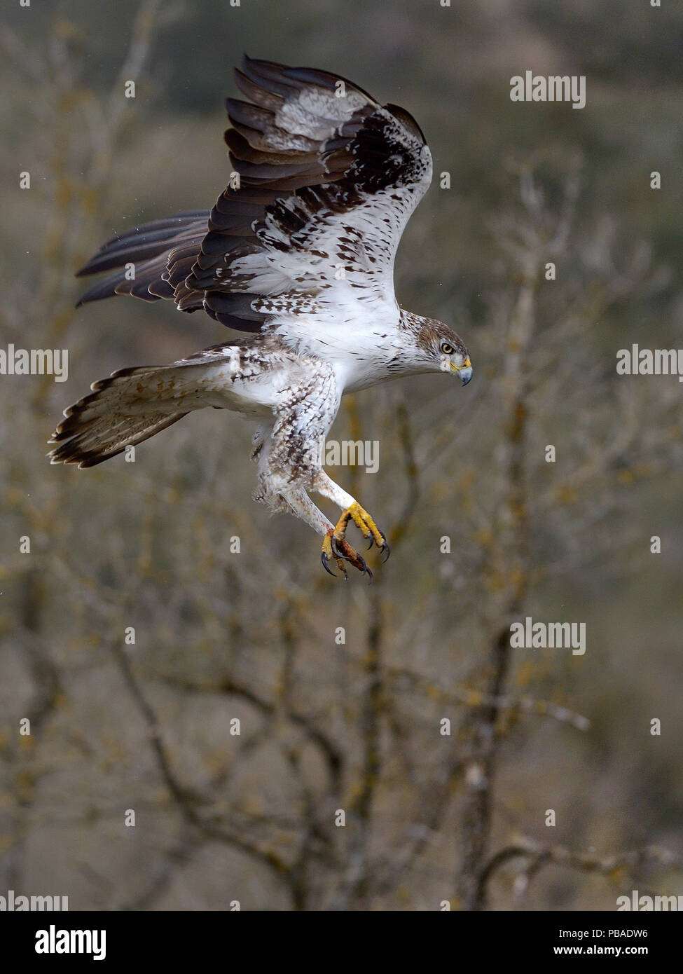 Bonelli's eagle (Aquila fasciata) landing, Catalonia, Spain, February ...