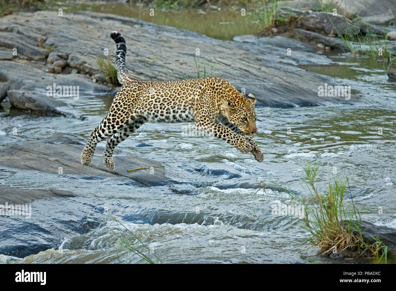 Africa cat running leopard hi-res stock photography and images - Alamy