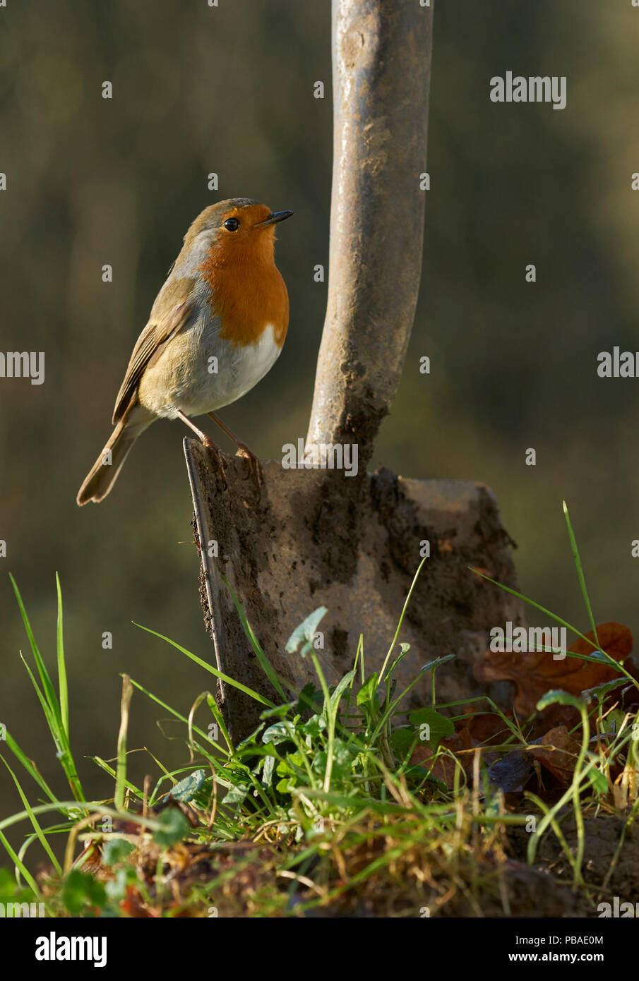 Robin on spade hi-res stock photography and images - Alamy