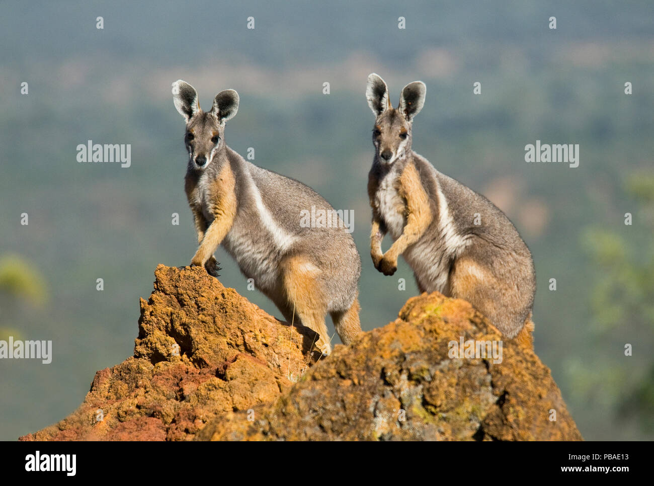Yellow-footed rock-wallaby (Petrogale xanthopus subsp. celeris ...
