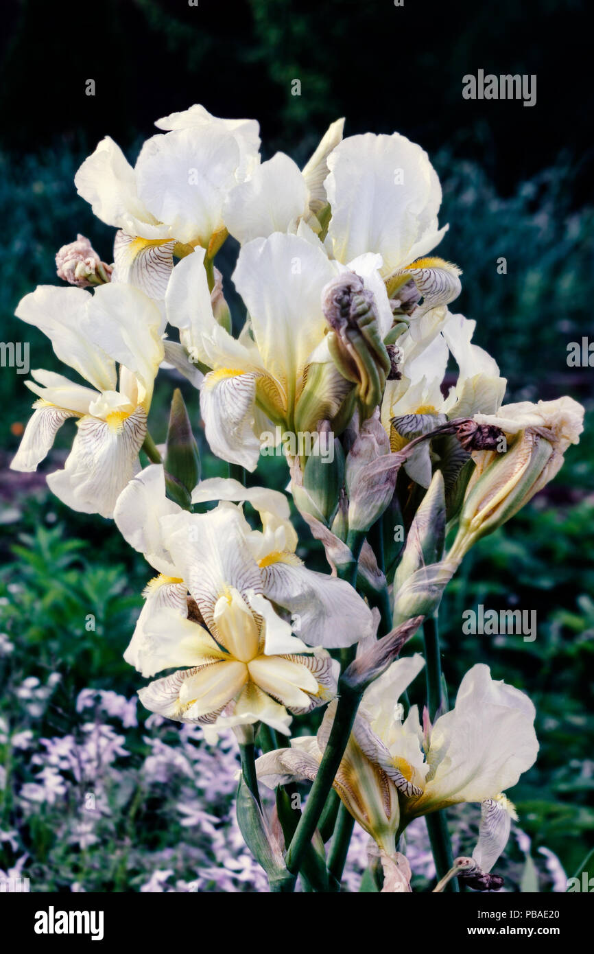 Iris happy birthday hi-res stock photography and images - Alamy