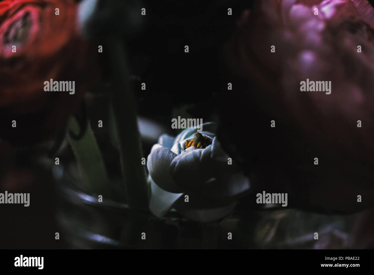 Ranunculus in dark like symbol of life and love family Stock Photo - Alamy