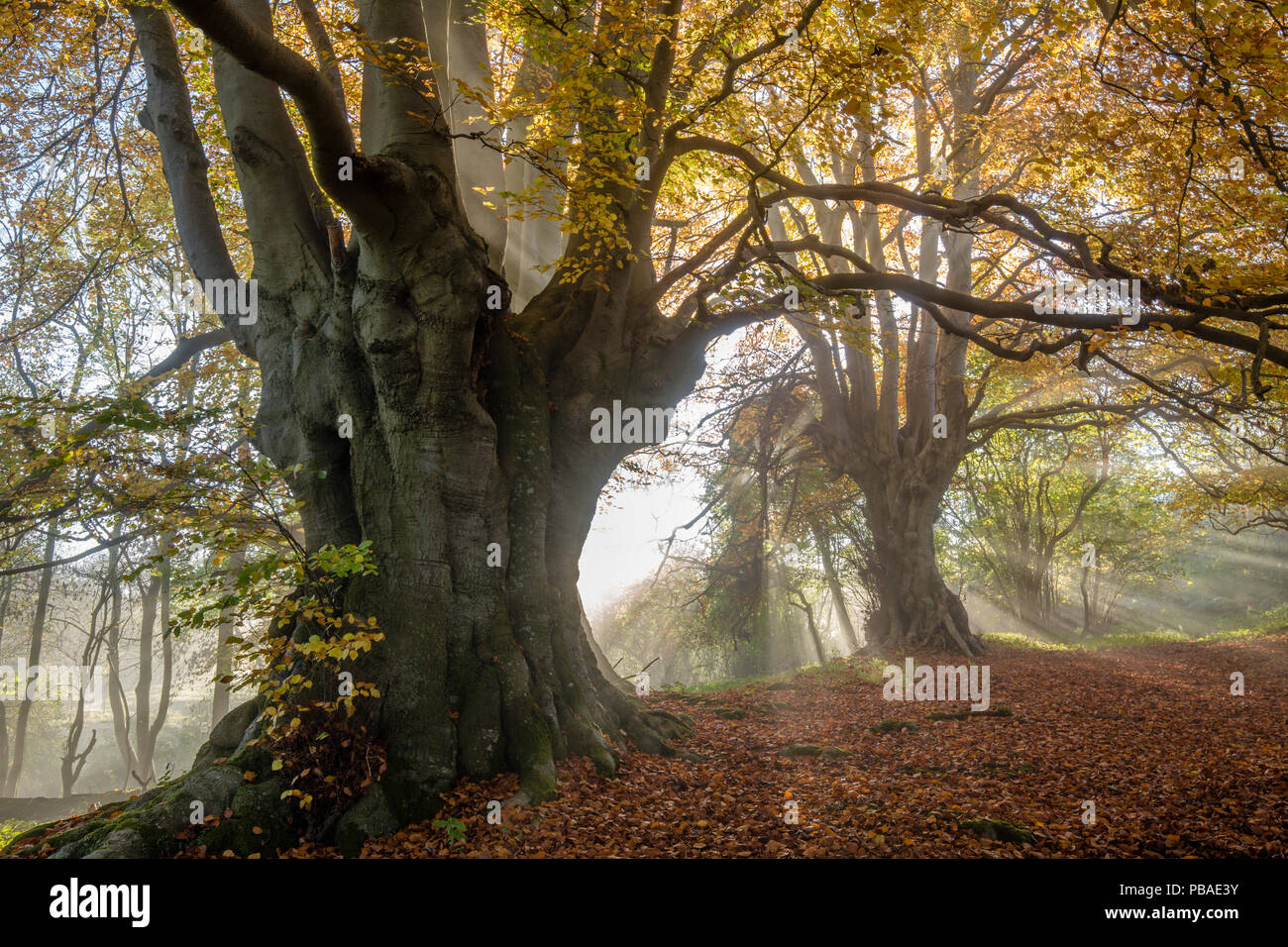Beech Tree Wood