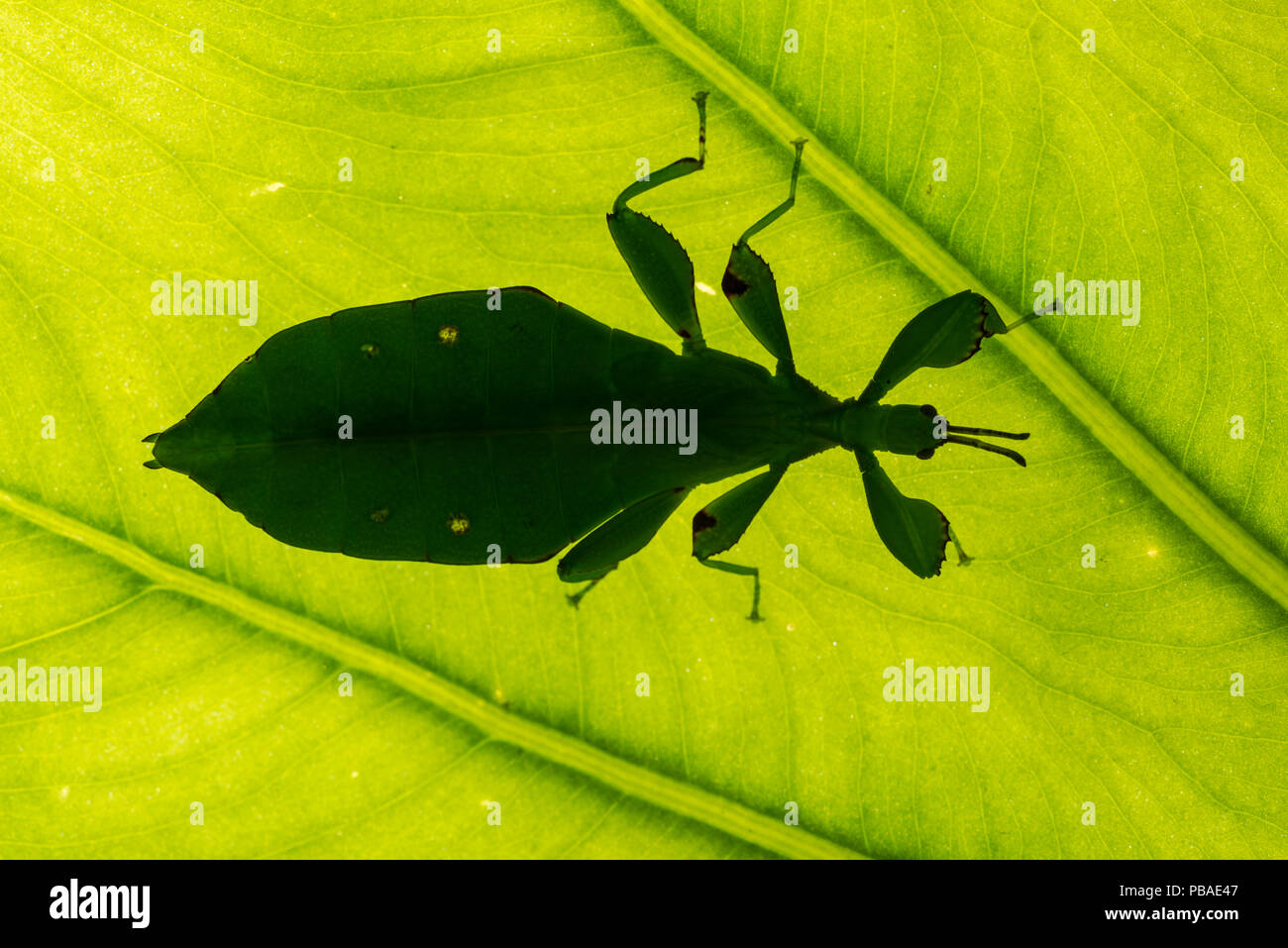 Leaf insect phyllium hi-res stock photography and images - Alamy