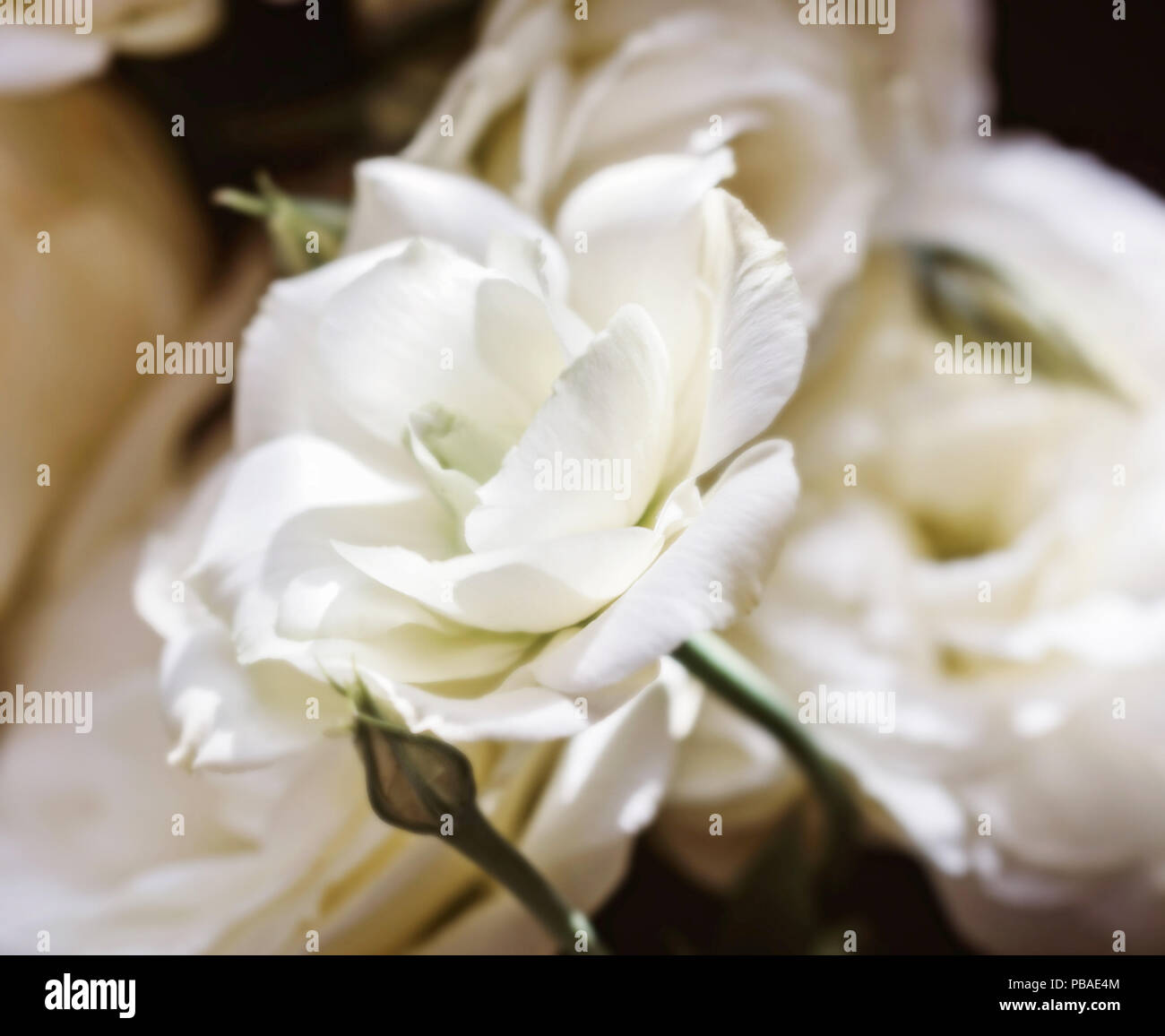 Soft white flower hi-res stock photography and images - Alamy