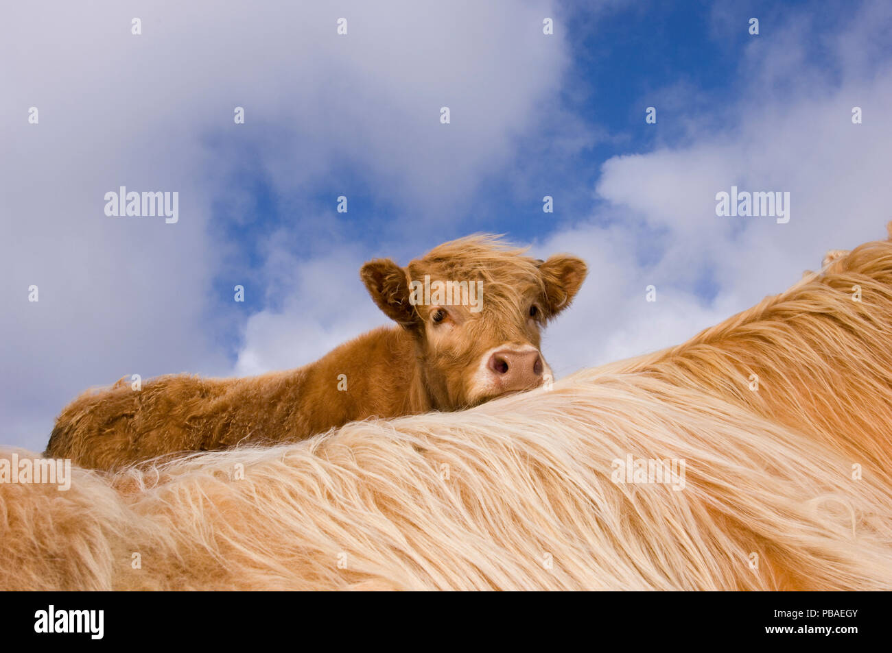 Highland cattle calf looking over the back of its mother, Tiree ...