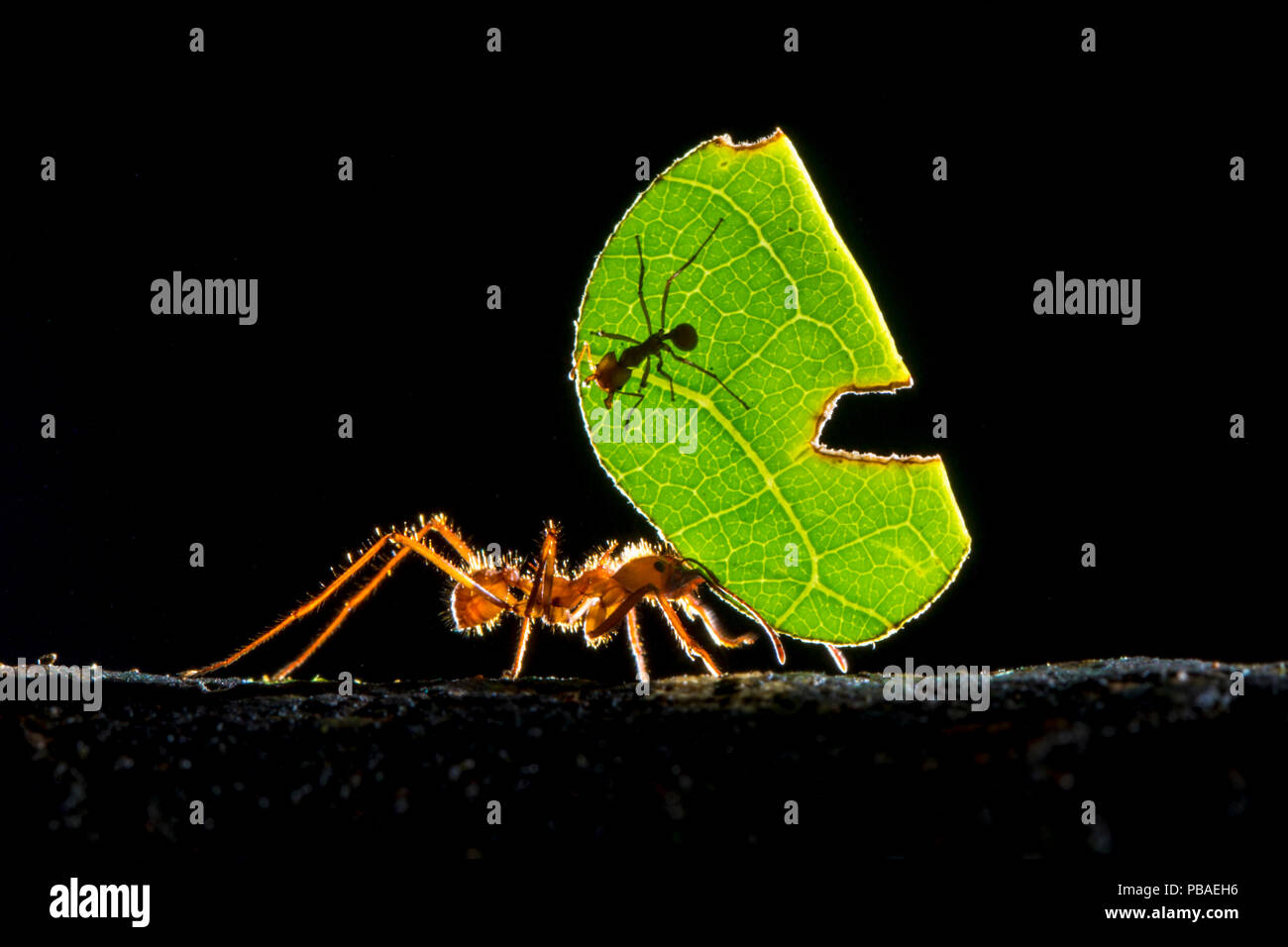 Leafcutter Ant Fungus Garden Hi Res Stock Photography And Images Alamy