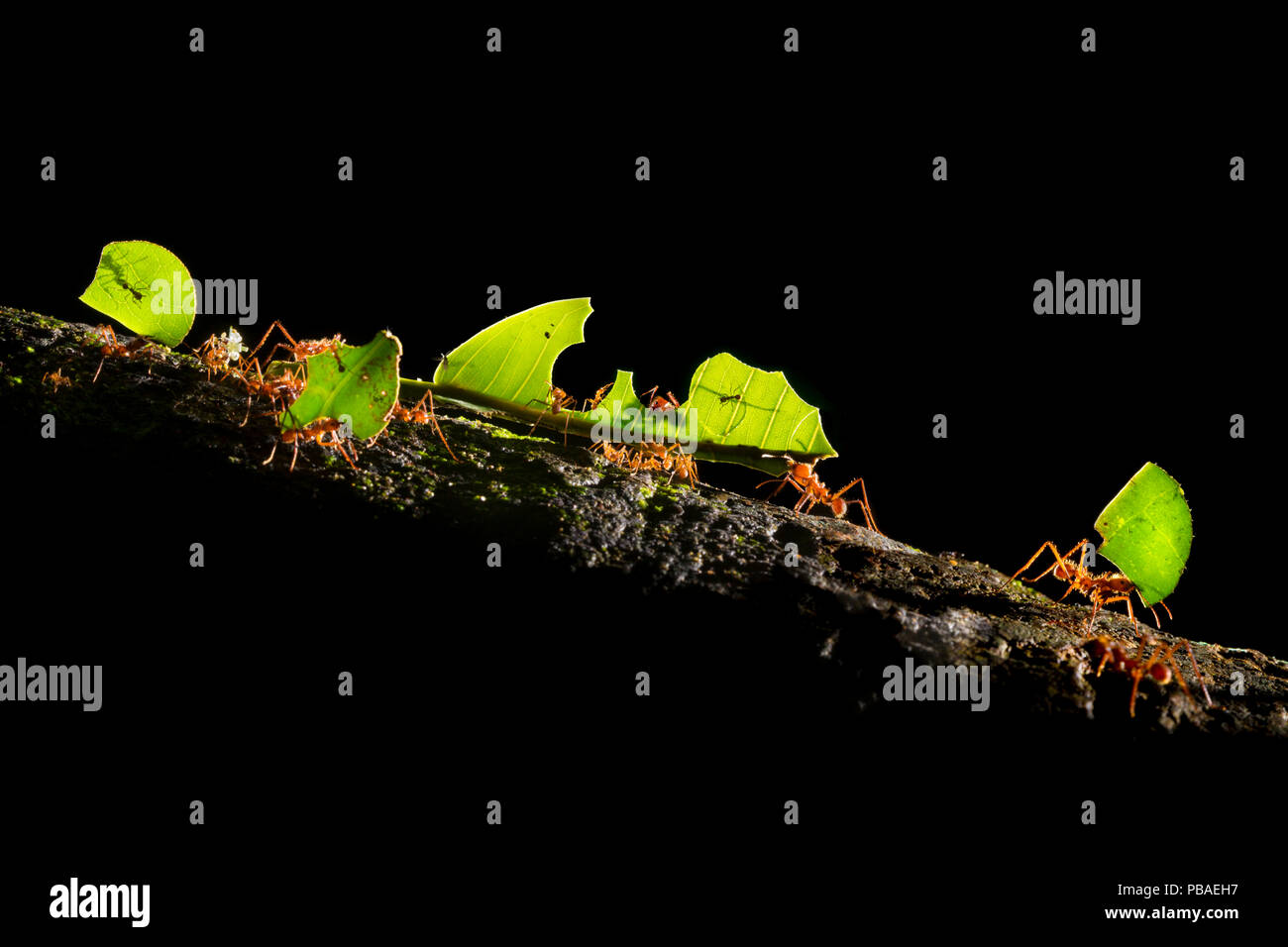 Leaf cutter ants fungus garden hi-res stock photography and images - Alamy