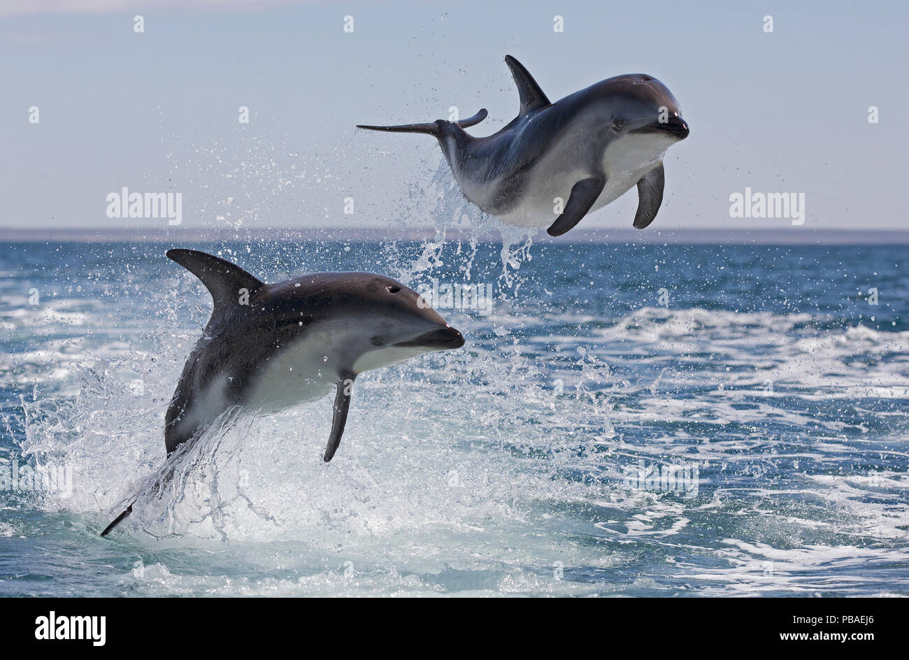 Dolphin hi-res stock photography and images - Alamy