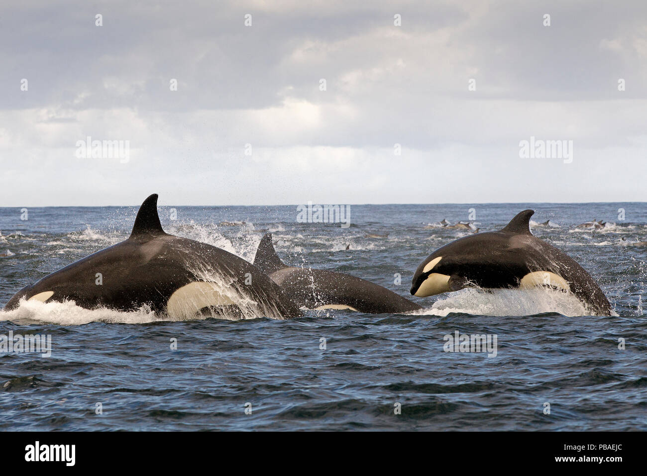Orca (Orcinus orca) pod hunting Common dolphin at surface, False Bay ...