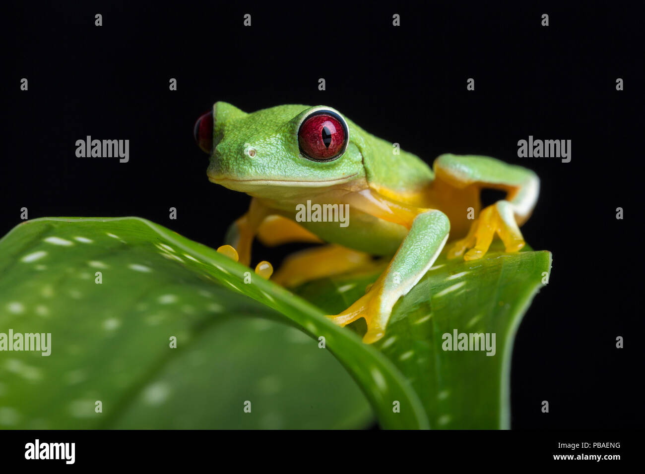 Spurrell's leaf / flying frog (Agalychnis spurrelli) Costa Rica Stock ...