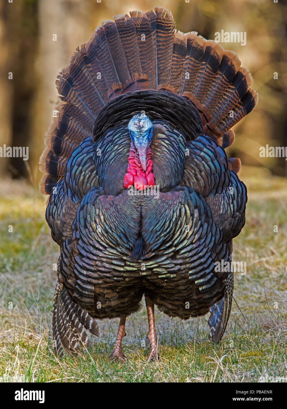 Eastern wild turkeys mating hi-res stock photography and images - Alamy